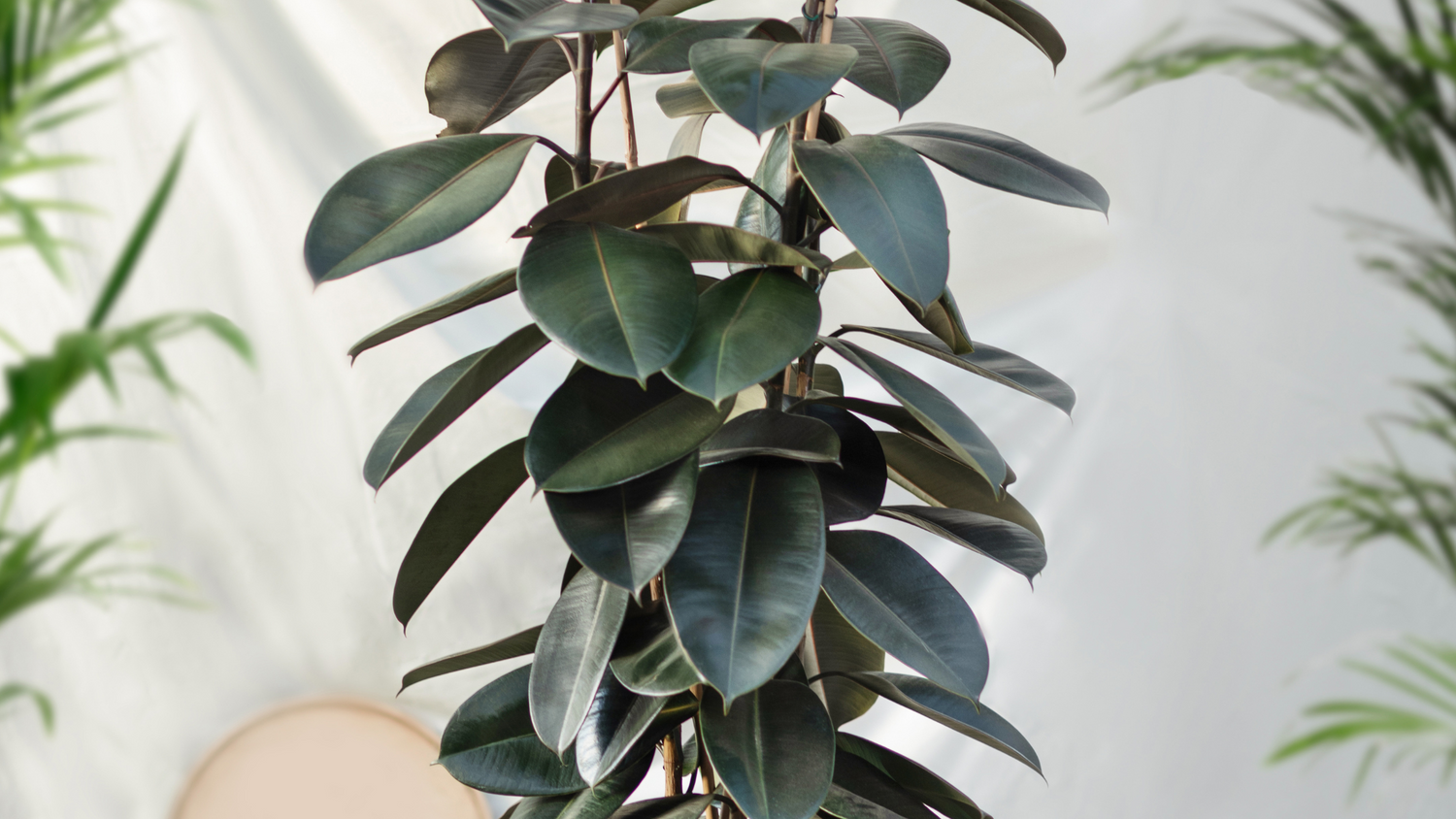 How The Ficus Elastica Grows Natively - Theory Beyond Design