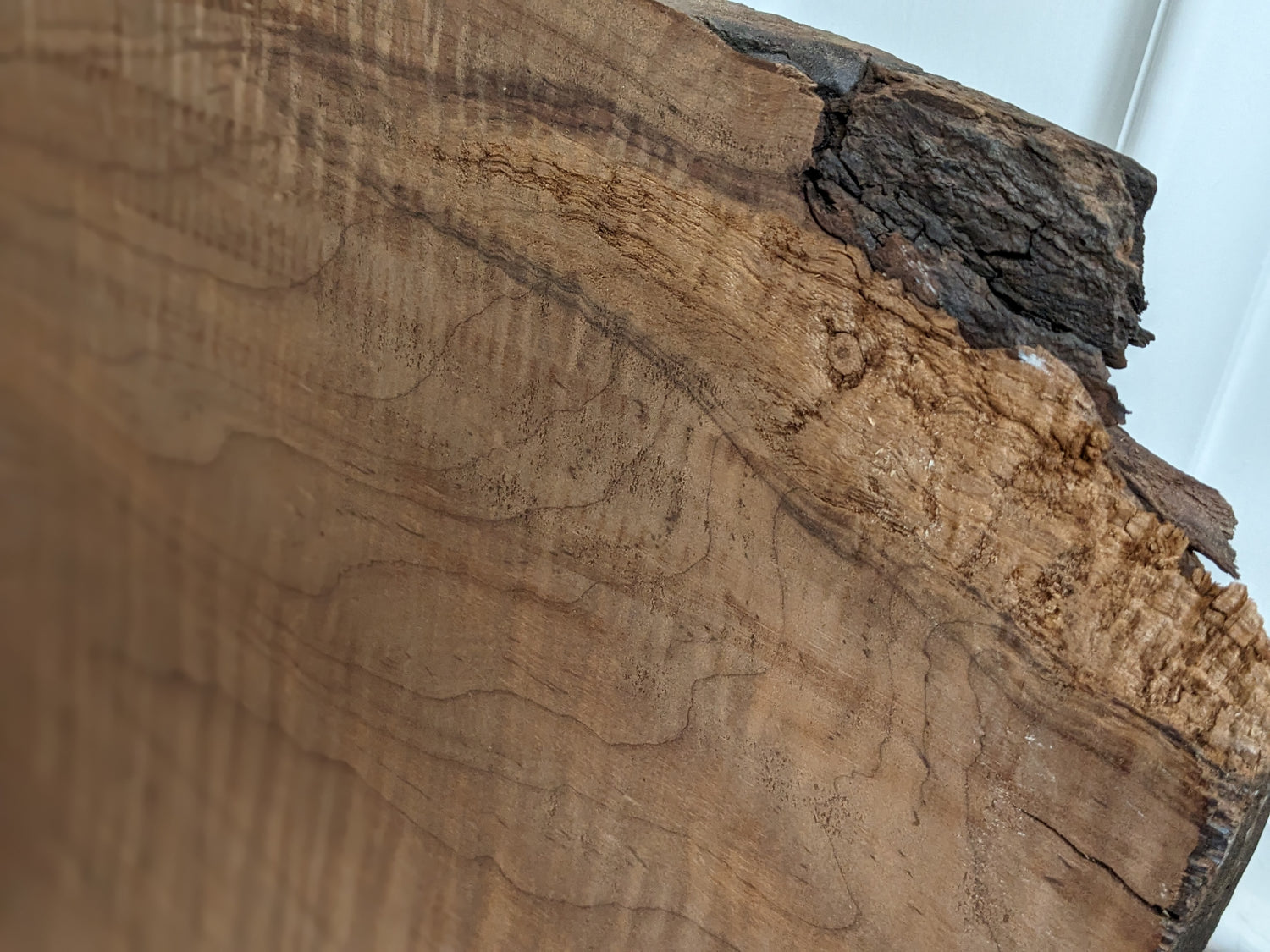 Maple in Design | Theory Beyond Design - Theory Beyond Design