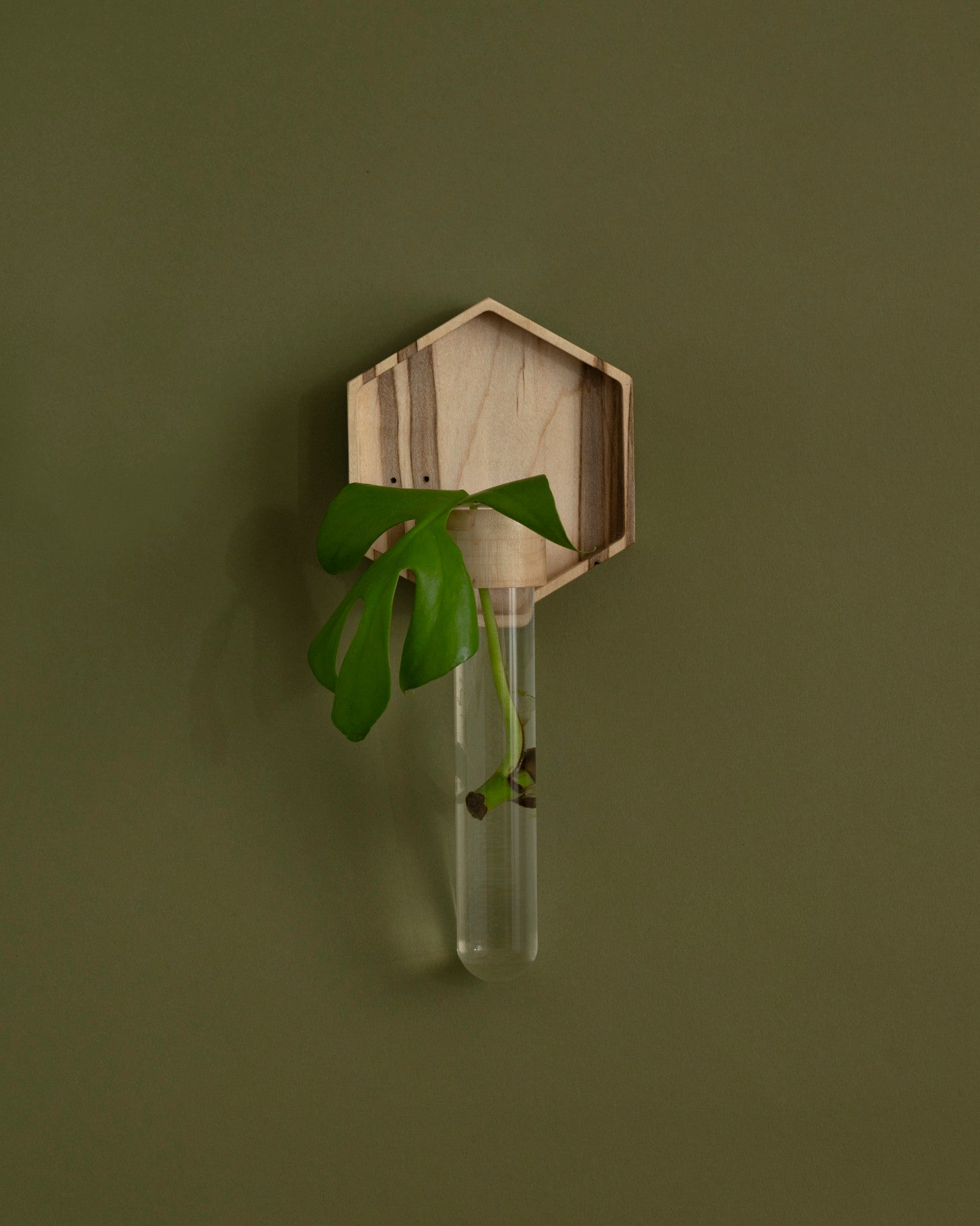 Plant Propagation Vases | Shop All - Theory Beyond Design
